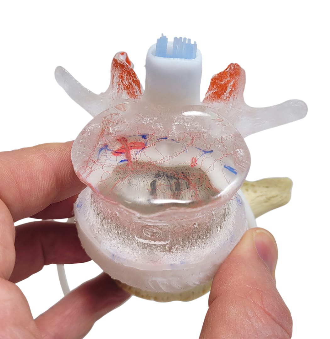 Professional LxH Dynamic Disc Model - Dynamic Disc Designs