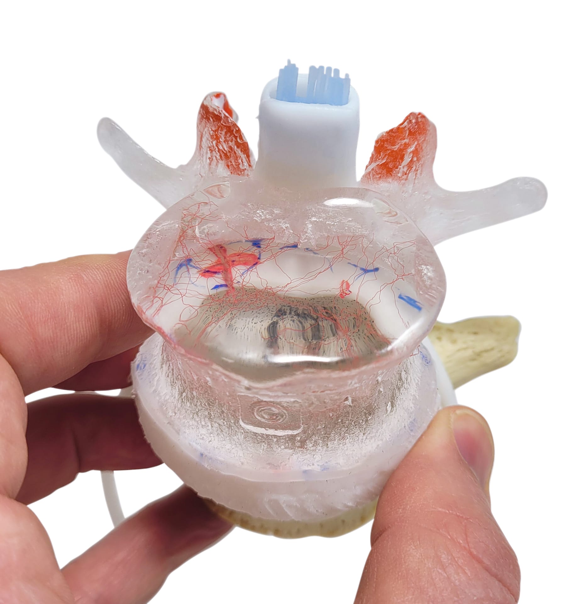 Professional LxH Dynamic Disc Model - Dynamic Disc Designs