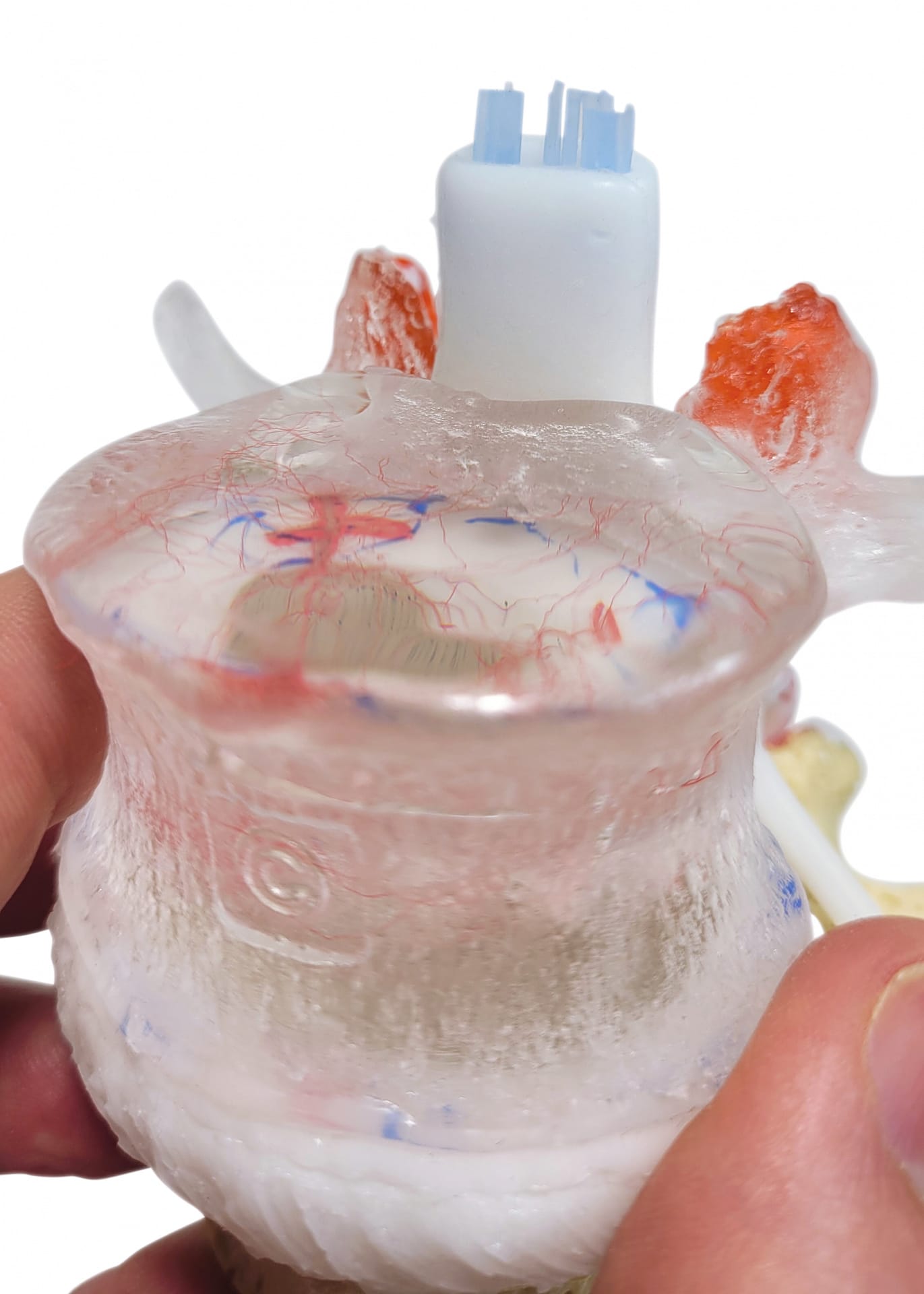 Professional LxH Dynamic Disc Model - Dynamic Disc Designs