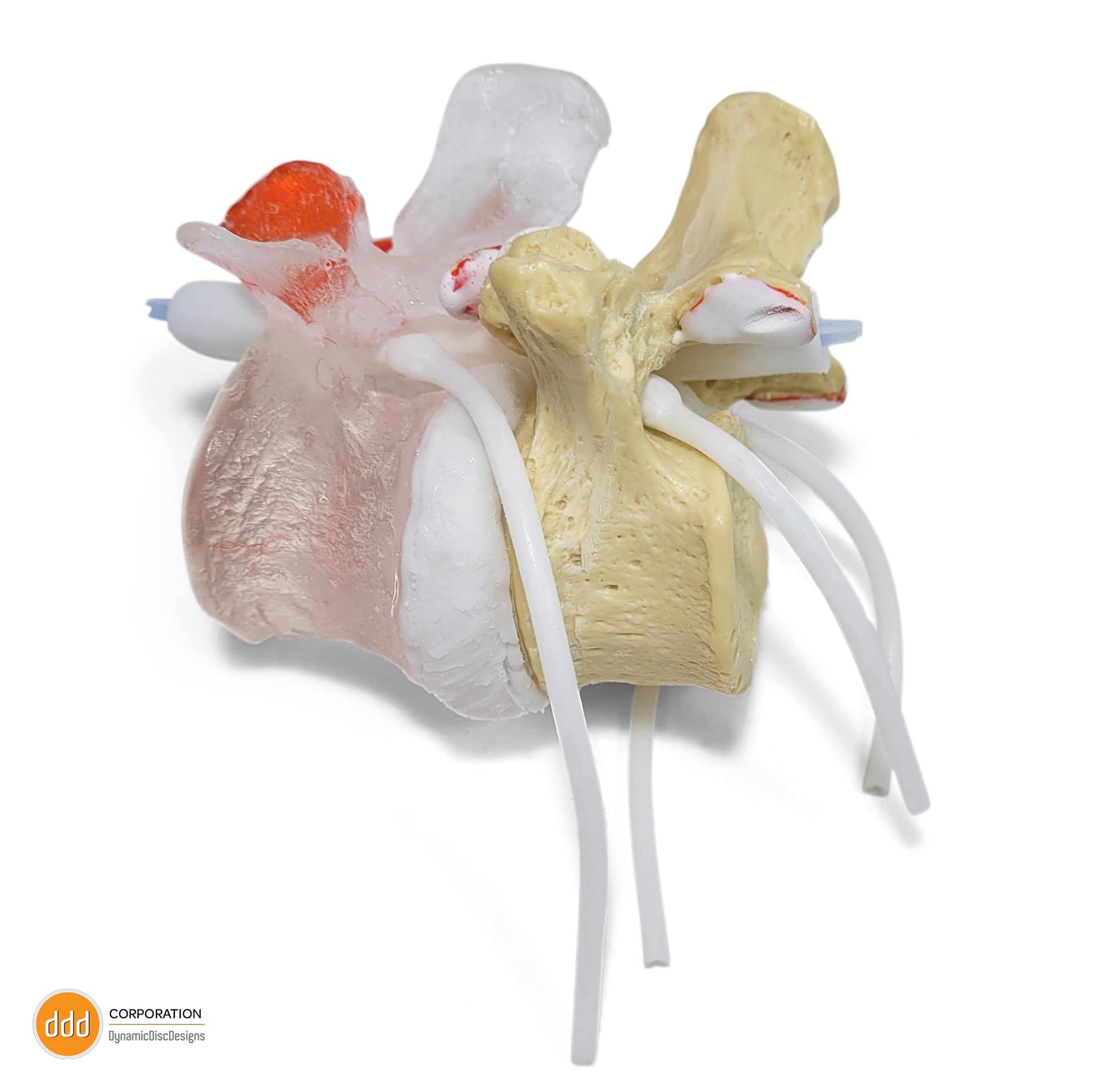 Professional LxH Dynamic Disc Model - Dynamic Disc Designs