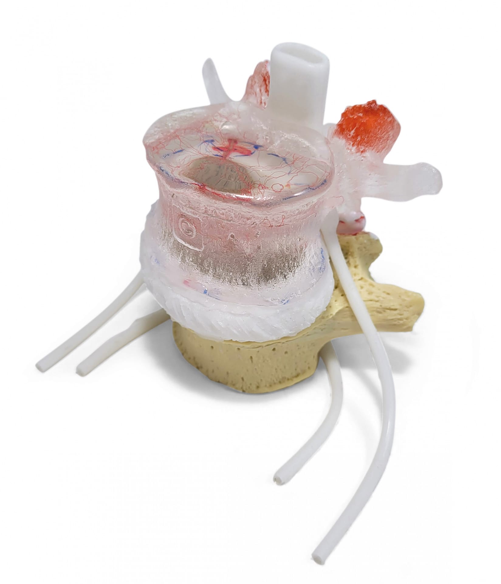 Professional LxH Dynamic Disc Model - Dynamic Disc Designs