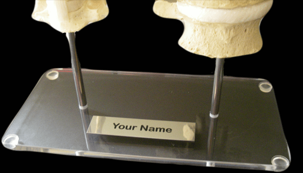 Dual Acrylic Stand - Dynamic Disc Designs